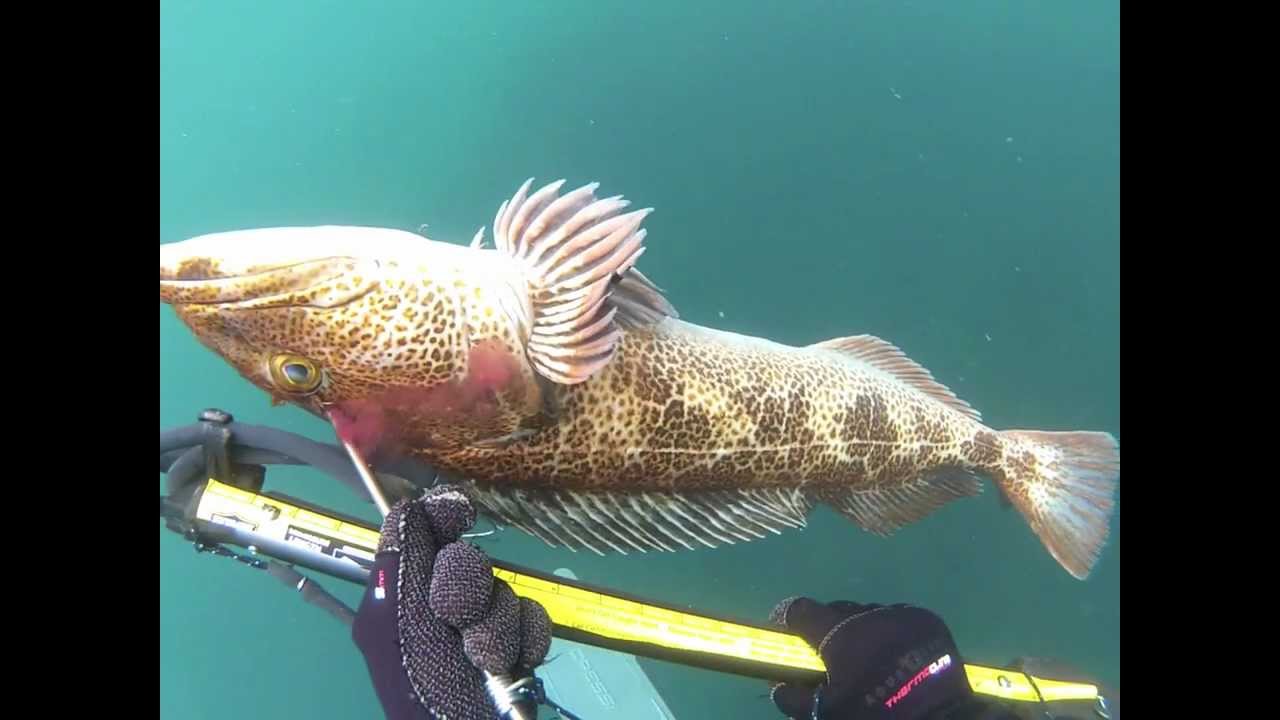 Spearfishing lingcod in Mendocino - YouTube
