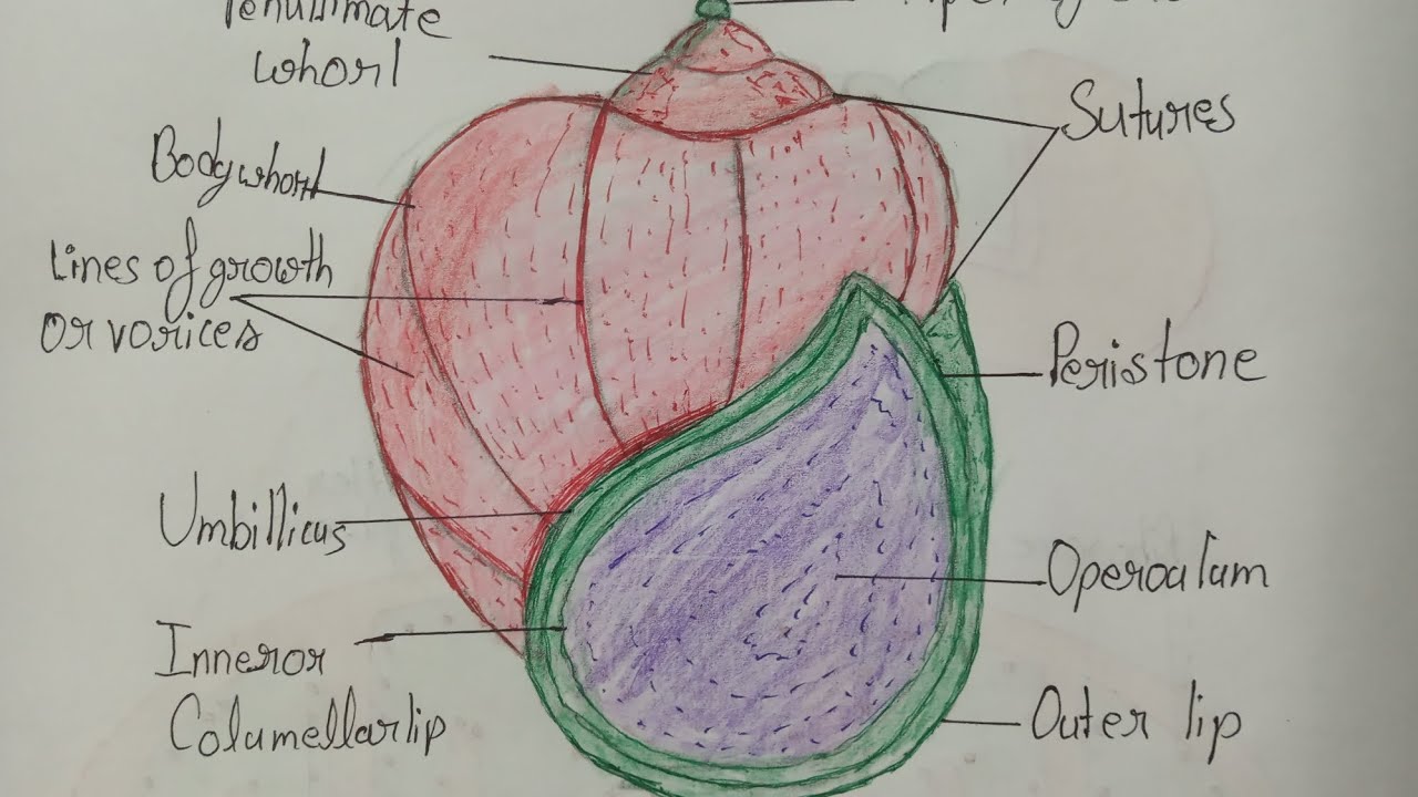 How To Draw "GASTROPODA (Pila)"Science Diagram Very Easy Draw Step By ...