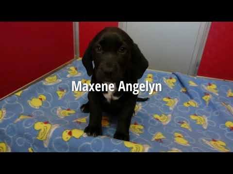 Maxene Angelyn - YouTube