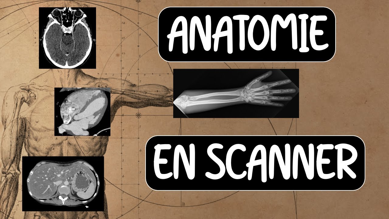ANATOMIE | Les FONDAMENTAUX en SCANNER - YouTube