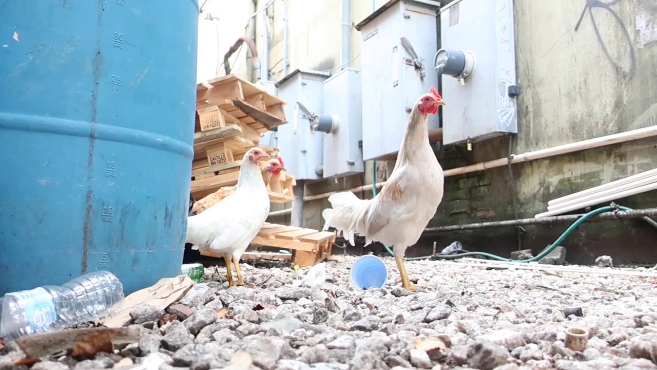 The Chickens Of Ybor City - YouTube