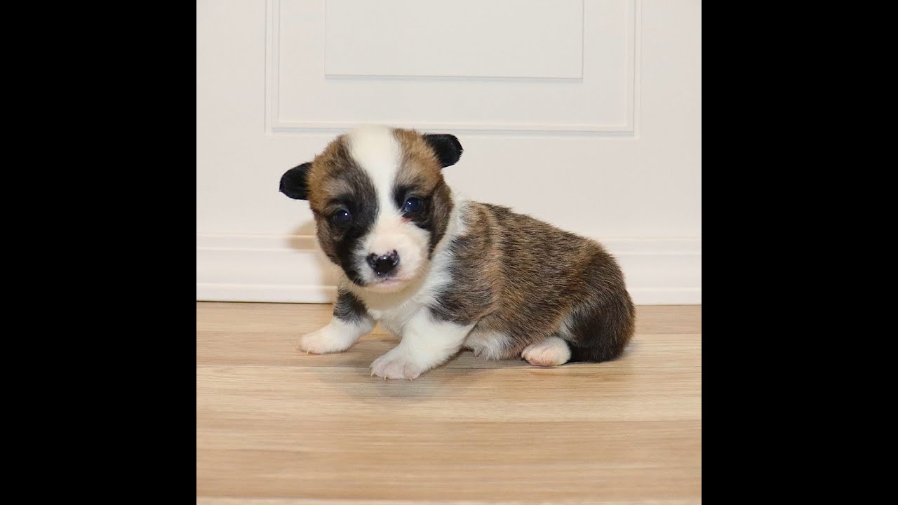Orange Boy born 9/42/4 AKC Pembroke Welsh Corgi puppies in Fayetteville ...