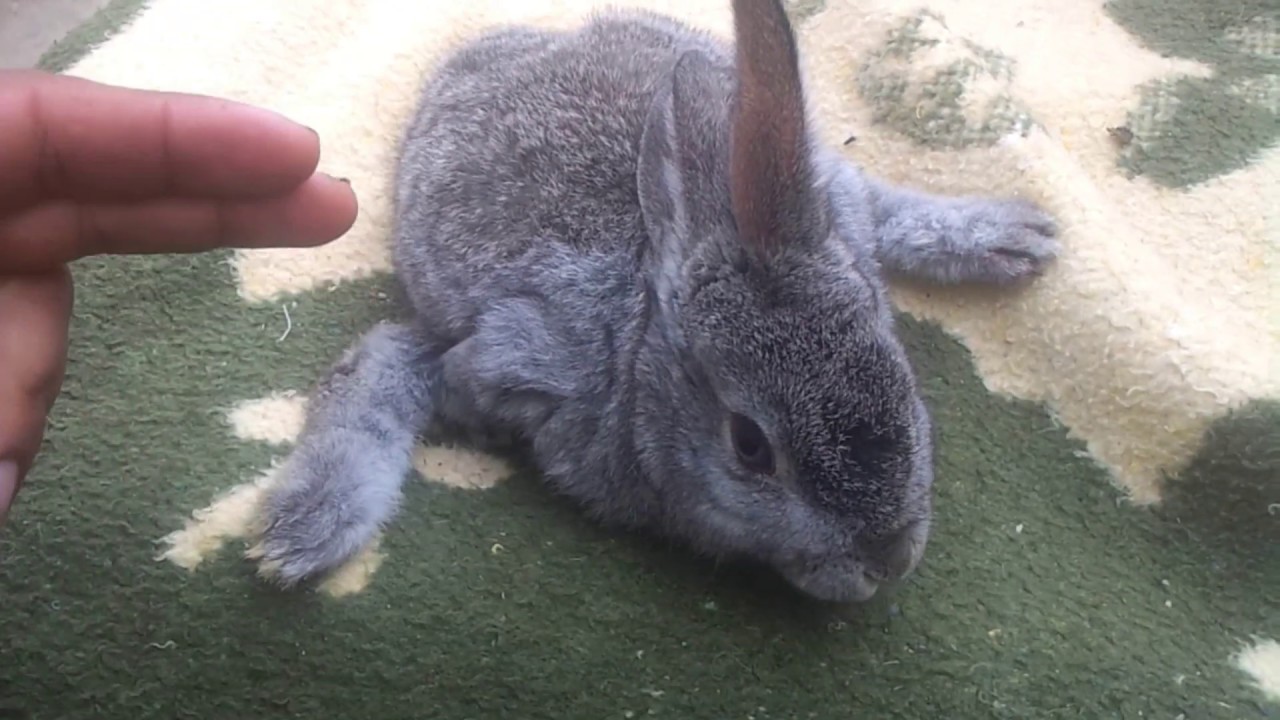 مظاهر مرض الكساح عند الأرانب و التشخيص و العلاج Manifestations of ...