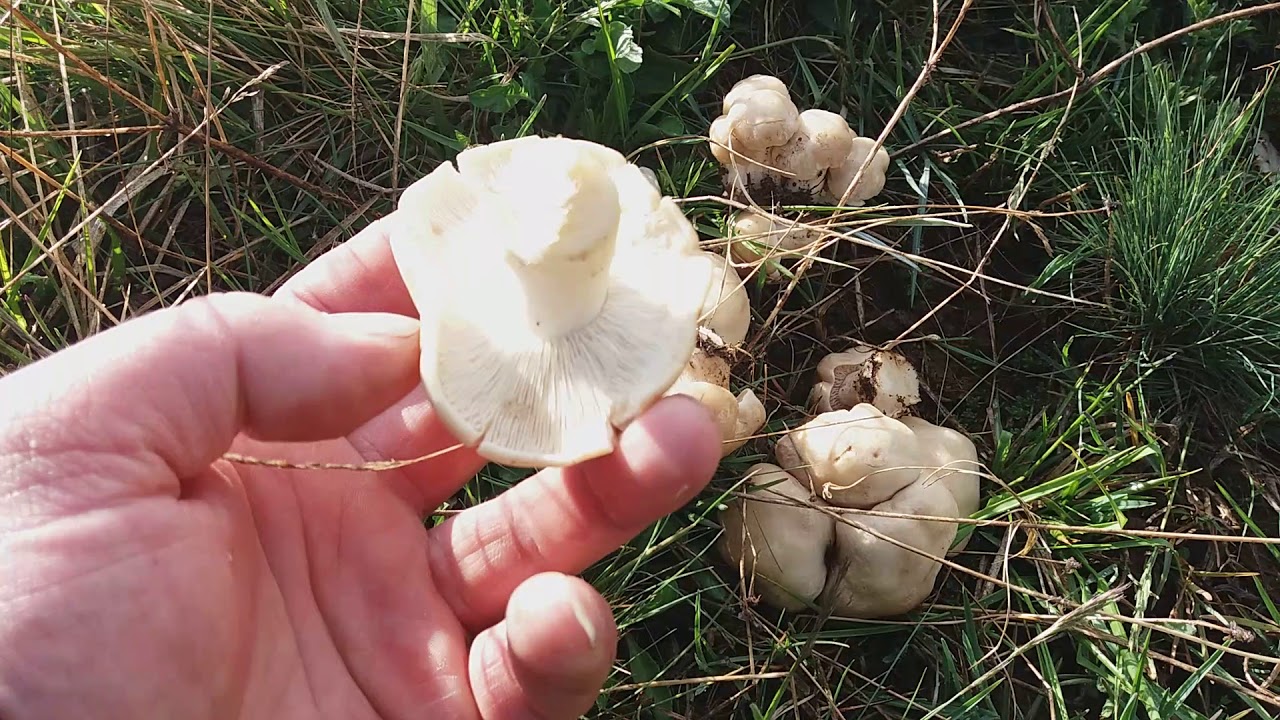 MANITARIA SAN GEORGE CALOCYBE GAMBOSA - YouTube