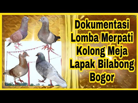 Dokumentasi Lomba Merpati Kolong Meja Lapak Bilabong - YouTube