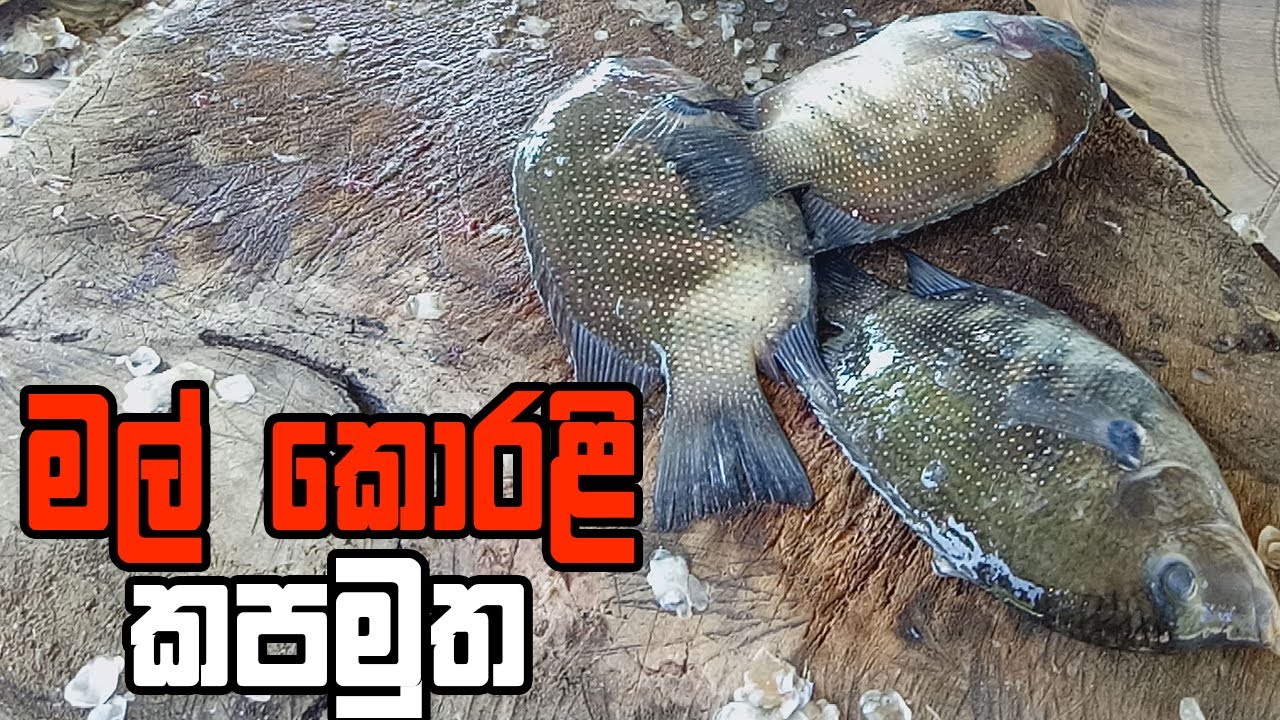 Amazing Flower Tilapia Fish Cutting Video In Fish Market | Fastest Fish ...