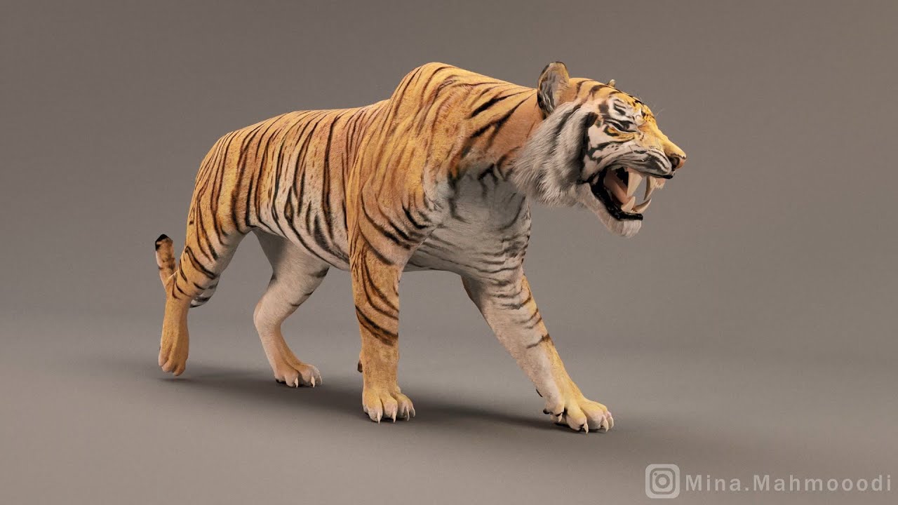 Tiger walk Cycle | Creature Animation - YouTube