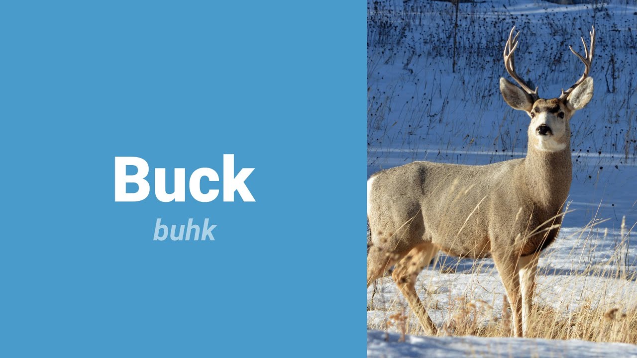 How to Pronounce Buck? | Oxford 5000 Advanced English - YouTube