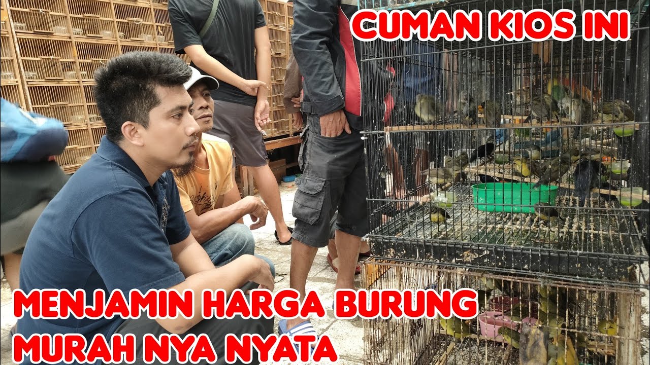 CUMAN KIOS INI. MENJAMIN HARGA BURUNG MURAH NYA NYATA//READY:TUWU² TL ...