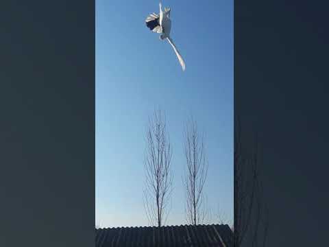 Bilesuvar goyercinleri