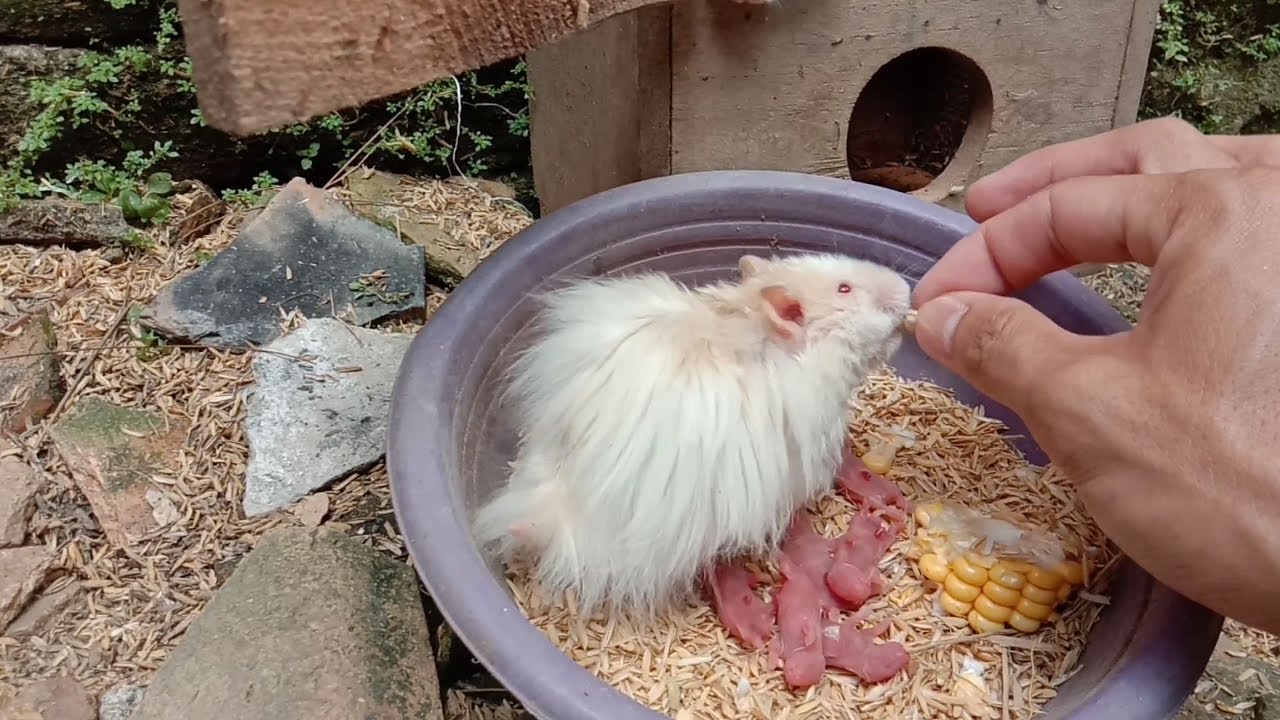 RED BABY HAMSTERS / GROMBOLAN BAYI MERAH HAMSTER - YouTube