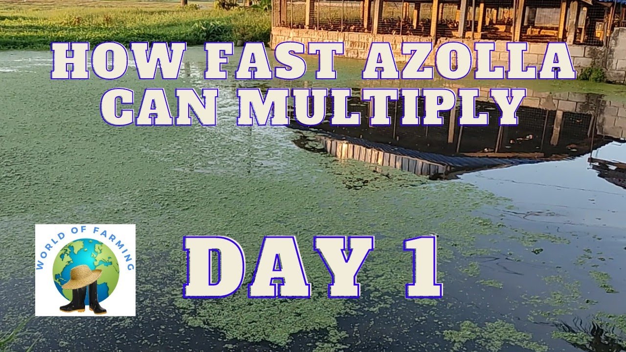 AZOLLA CULTIVATION DAY 1 (documentary) - YouTube