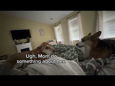And, there goes the comforter… #corgi #funny 