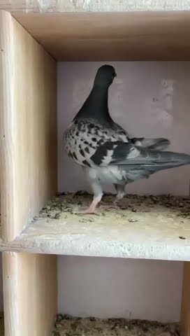blue checker chicks homer racing pigeon - YouTube