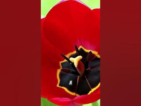 Tulip Mania Unveiled: The 17th Century Economic Bubble Burst! #history ...