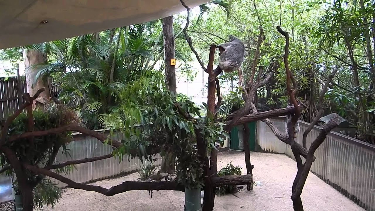 Active Koalas - YouTube
