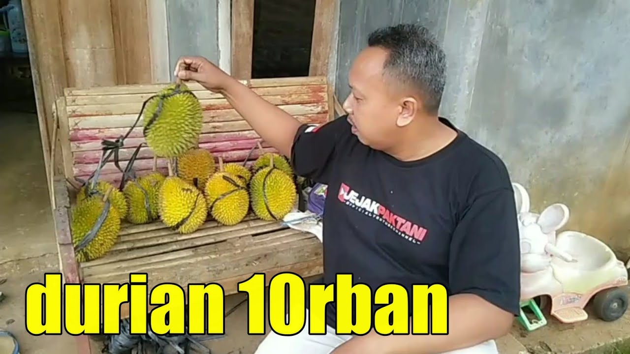 harga durian di petani/penebas langsung || bandingkan dg lapak durian ‼ ...