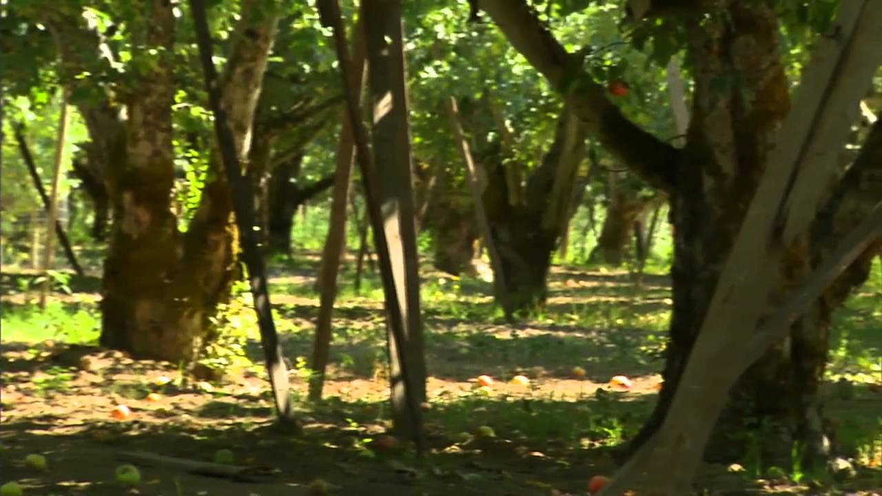 Bringing It Home - Apple Farmer Steve Dutton - YouTube