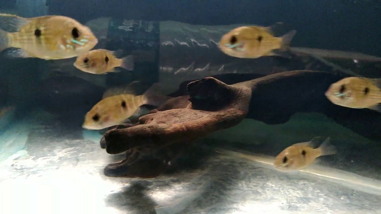 Green Terror Fry ( 4 Months ) || American Cichlid Fish - YouTube