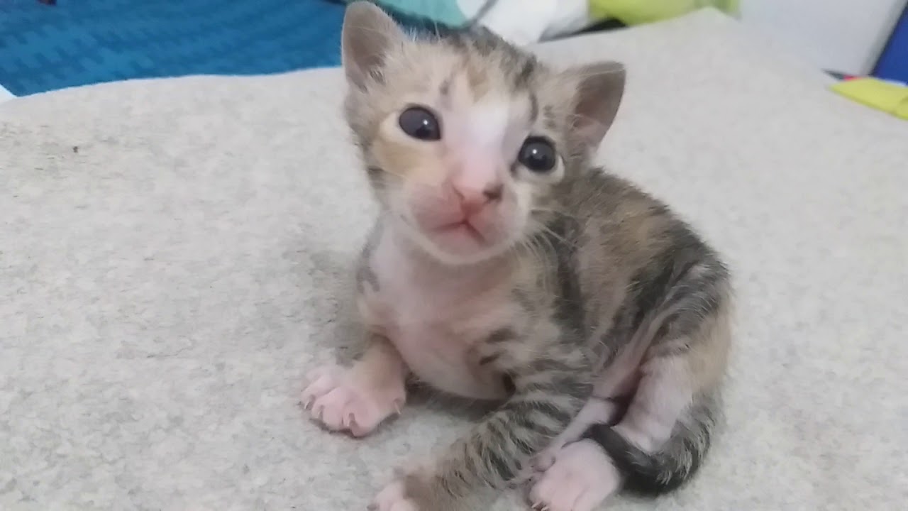 Meet Rebek - YouTube