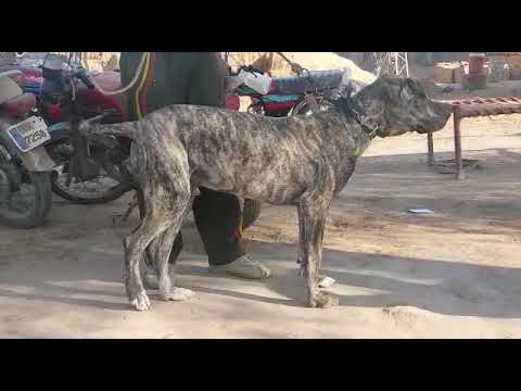 Tiger Color Bully Kutta - YouTube