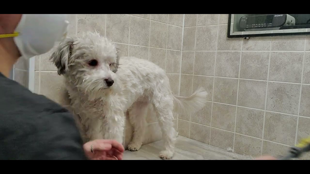 Behind the Scenes; face trim to reveal some beautiful eyelashes! dog ...
