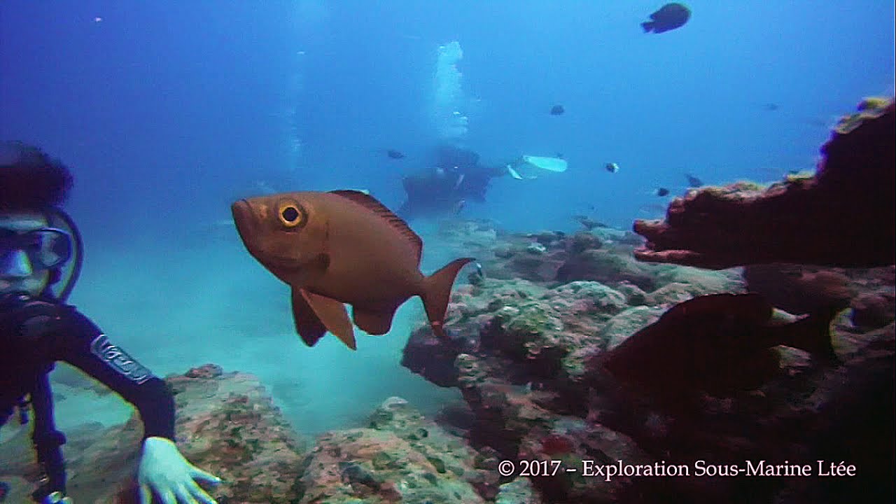ExploSM Diving with Diverse Fish in Le Morne / Variété de Poissons au ...