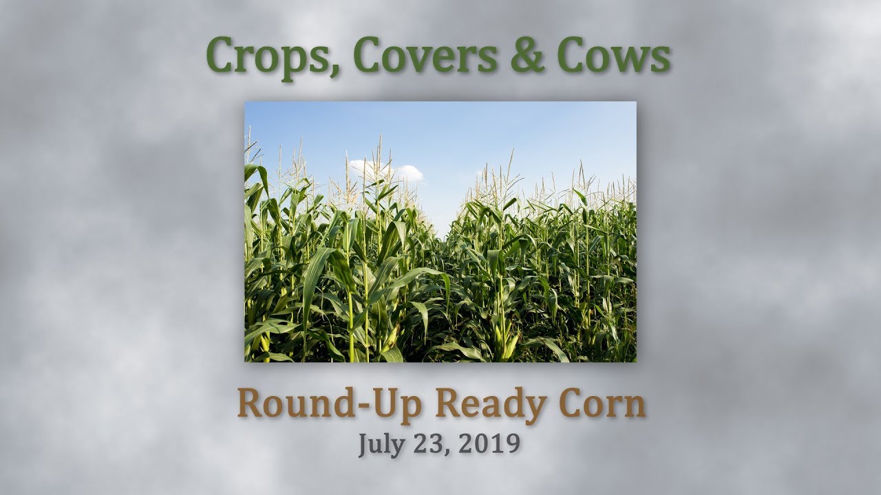 CCC Round Up Ready Corn - YouTube