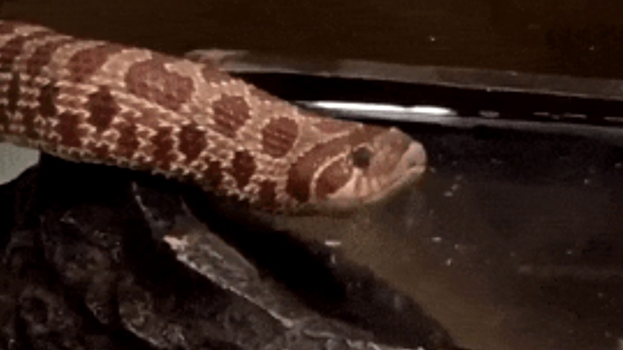 cute snek drinks water - YouTube