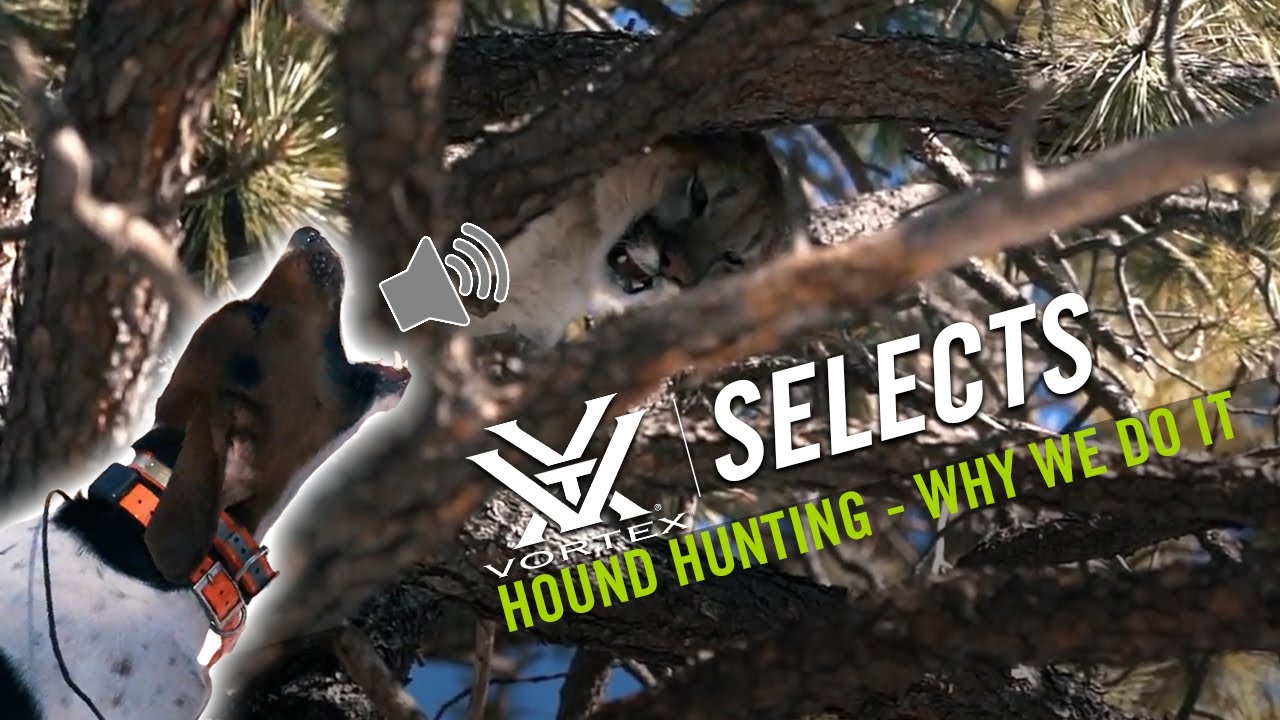 Hunting Mountain Lions Over Hounds ft. The Untamed | Vortex Selects ...