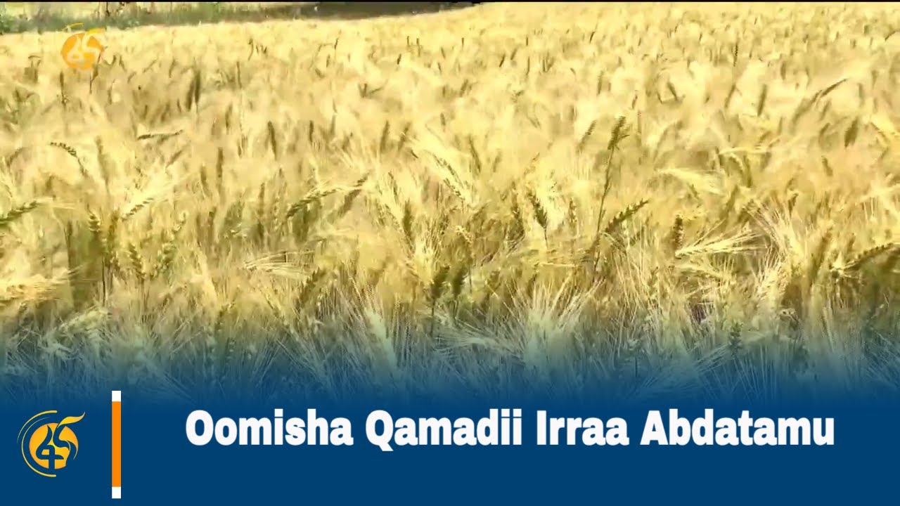 Oomisha Qamadii Irraa Abdatamu - YouTube