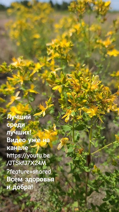 Без зла и боли Самое человечное растение в мире природы энергия