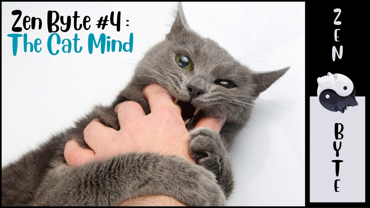 ☯ ZEN BYTE #4 ☯ THE CAT MIND 🐈‍⬛ - YouTube