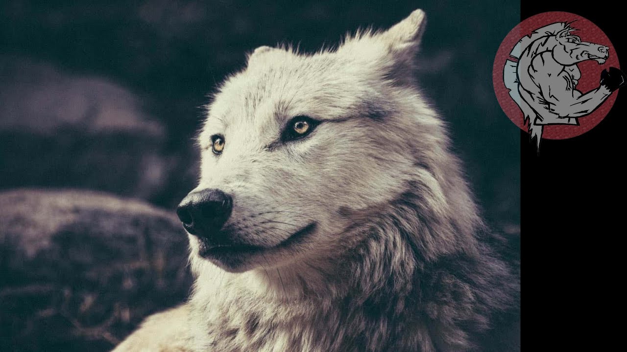 Walk your own path (Lone Wolf) - YouTube