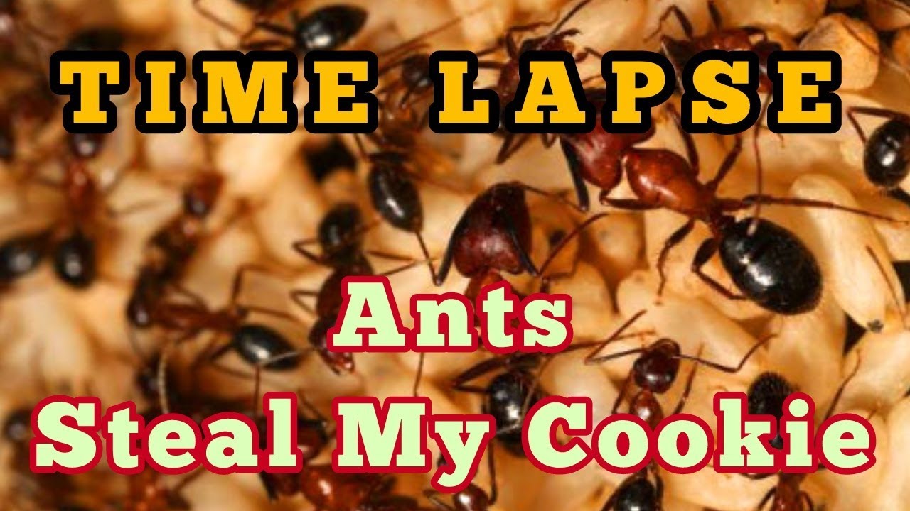 Time Lapse - Ants steal my cookie - YouTube
