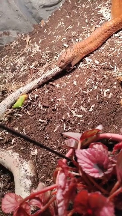 Taco(King Cobra)Finally Eats Again #animals #king #cobra #snake #eating ... Taco(King Cobra)Finally Eats Again #animals #king #cobra #snake #eating ...
