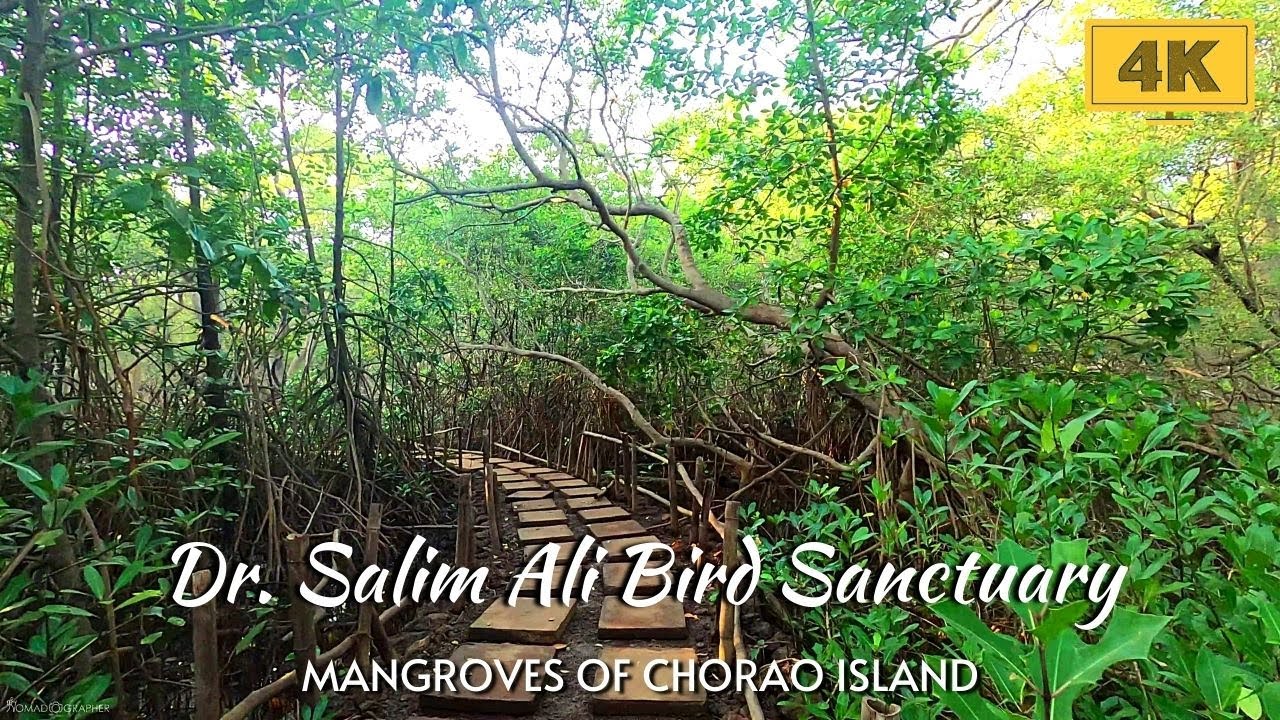 Dr. Salim Ali Bird Sanctuary Nature Trail, Chorao Island | January 2021 ...