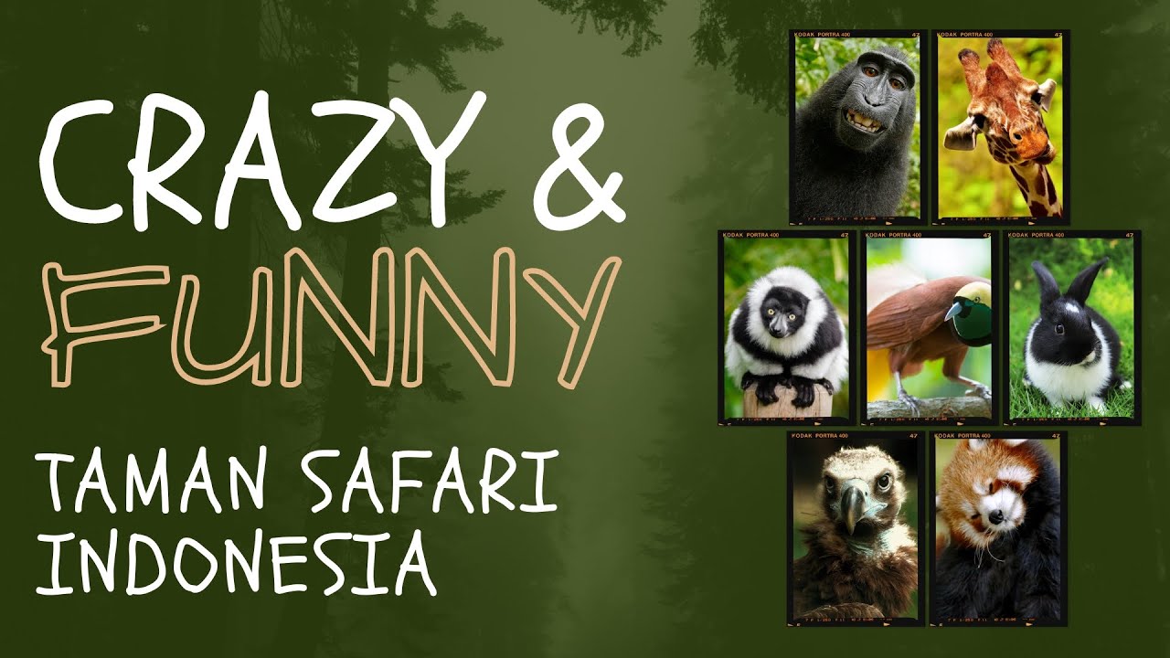 Indonesia Safari Park Zoo Animal Show | Taman Safari Indonesia Bogor ...