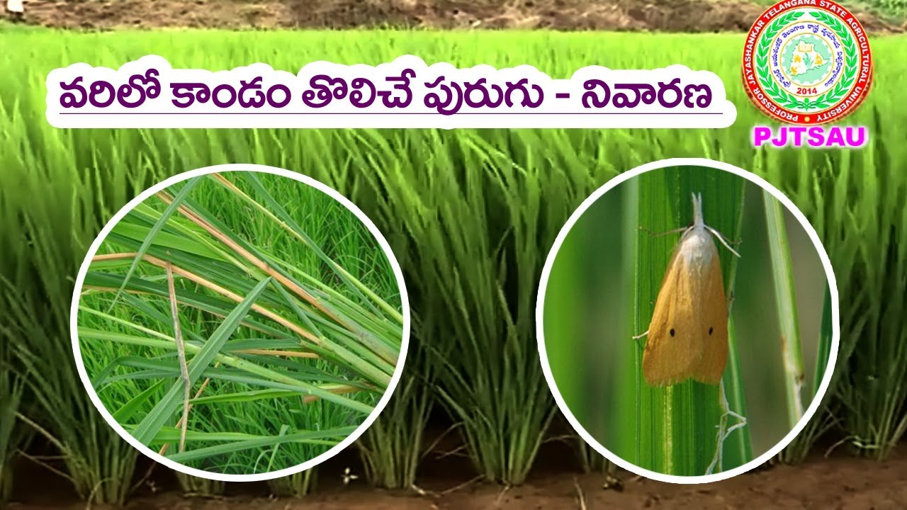 Paddy Stem Borer Management ll PJTSAU ll - YouTube