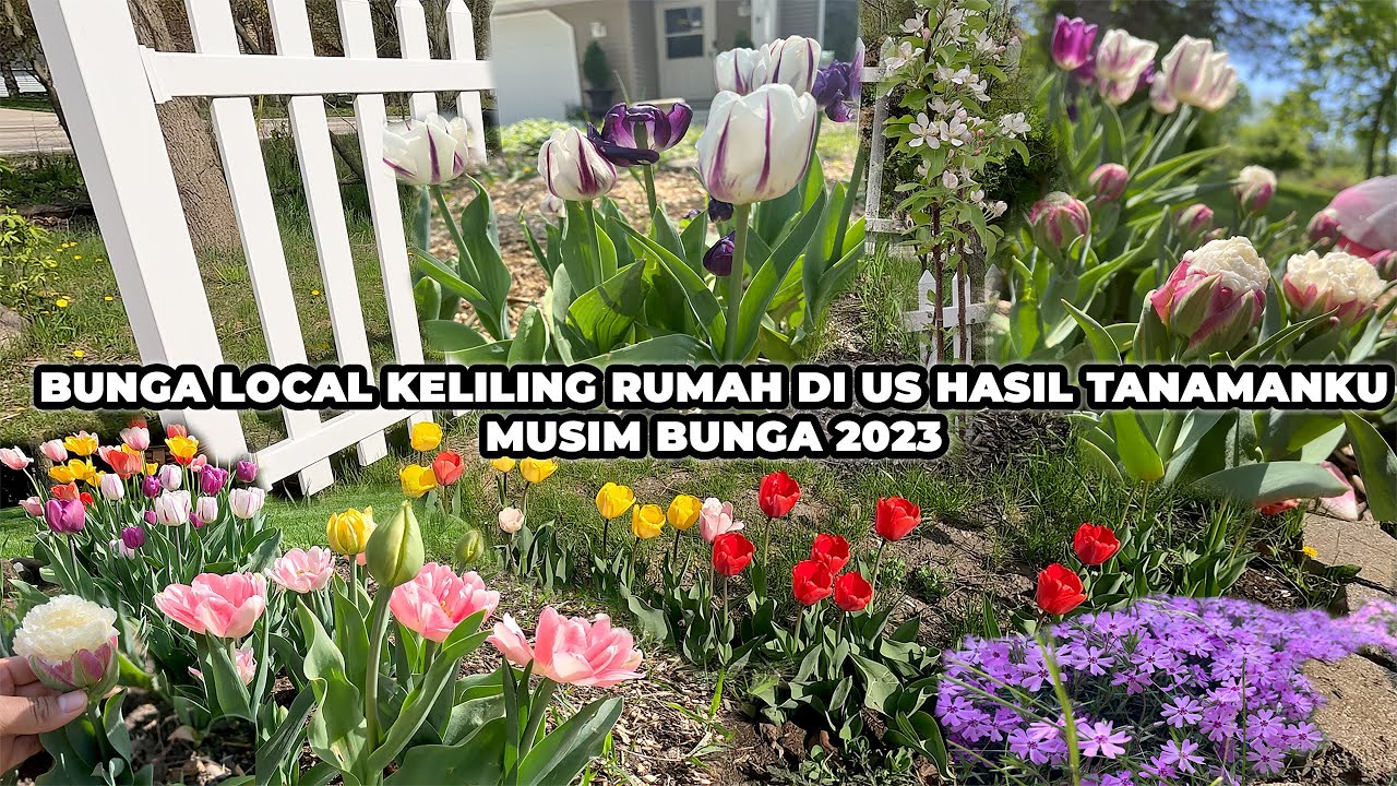 Jalan Keliling Laman Tengok Bunga Local Tulip Dah Blooming | Pokok ...