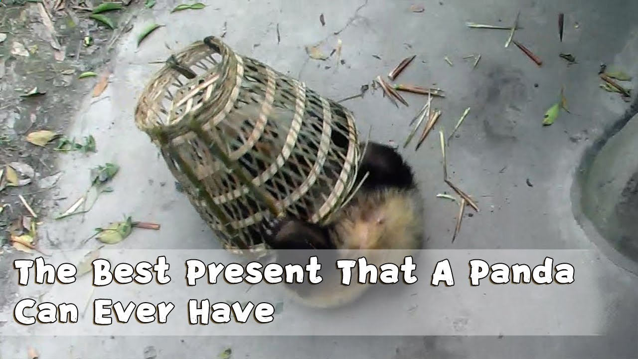 The Best Present That A Panda Can Ever Have | iPanda - YouTube