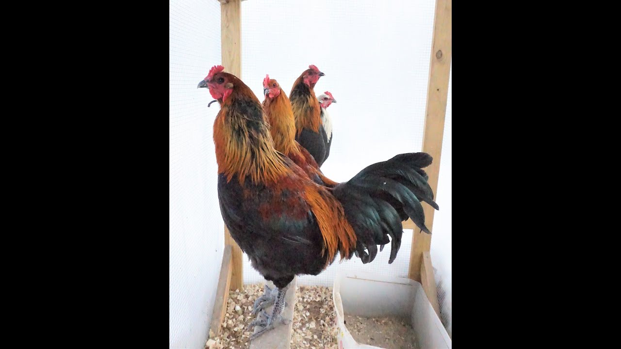 Belgium Giant Liege Fighter roosters at one year of age - YouTube