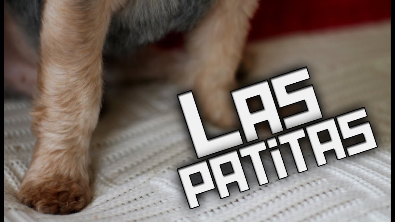 LAS PATITAS - YouTube