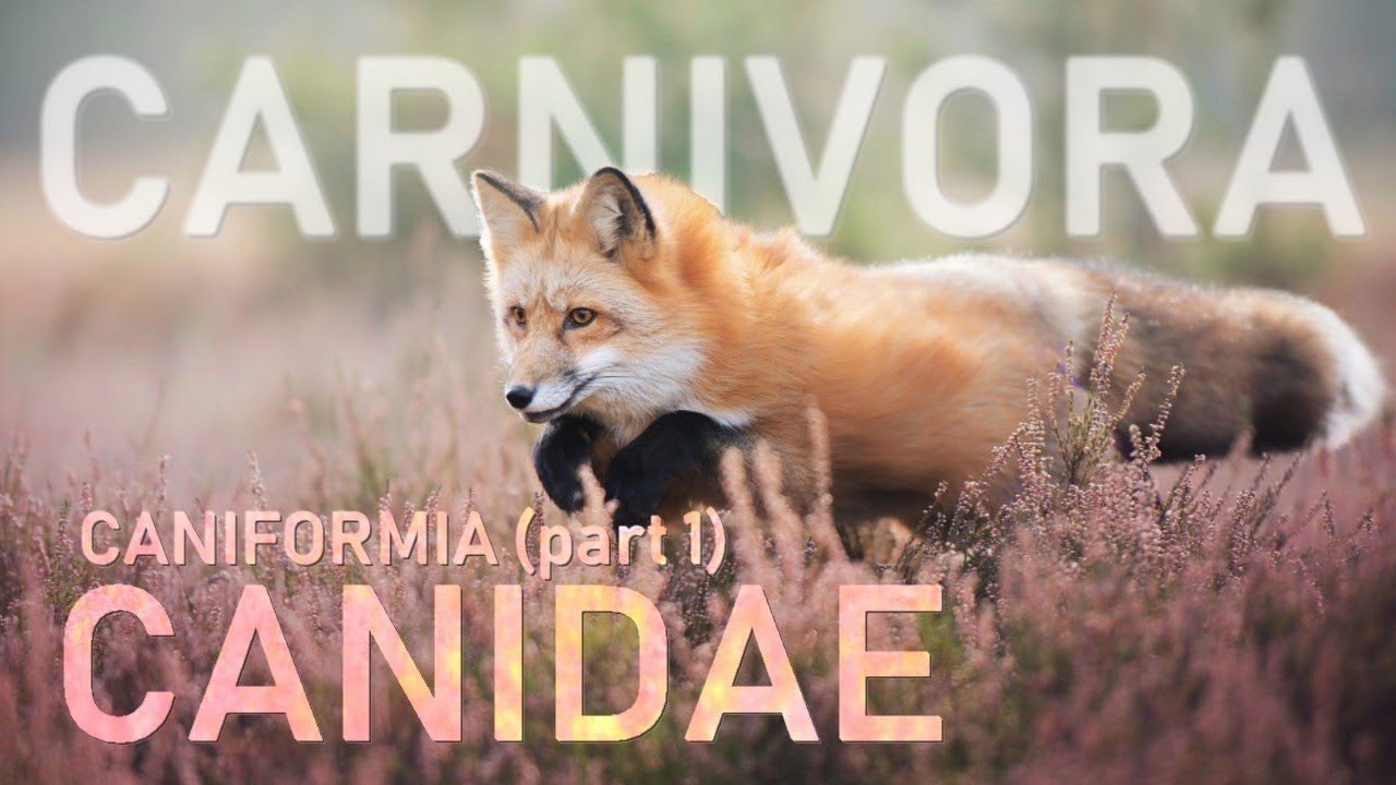 CARNIVORA I - Caniformia (part1) : Canidae 🐶 - YouTube