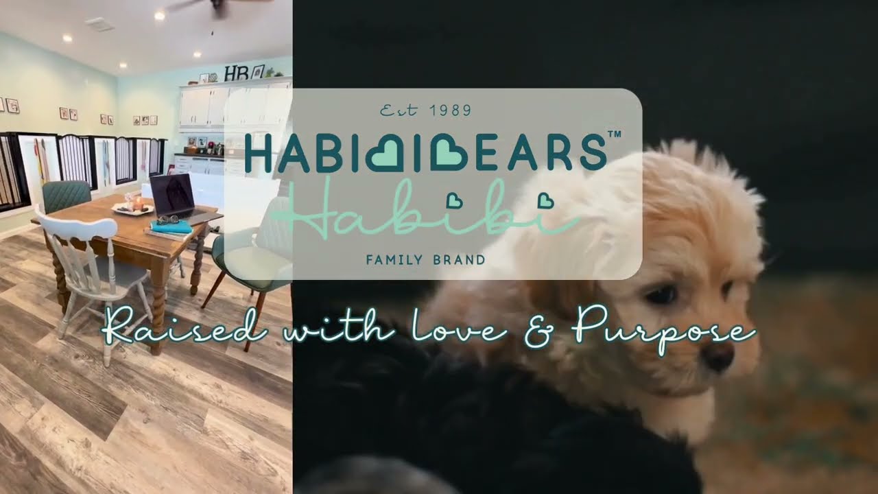 The Original Teddy Bear Breed | Habibi Bears purpose bred ...