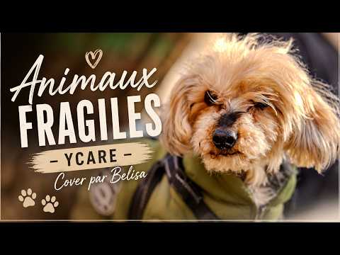 Animaux Fragiles 🐾  Ycare & Zaz (Cover émotionnel par Belisa) 🐶❤️