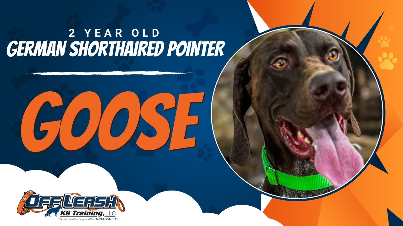 Goose | 2yo. GSP | Best Dog Trainers in Woodbridge Va. | Off Leash K9 ...