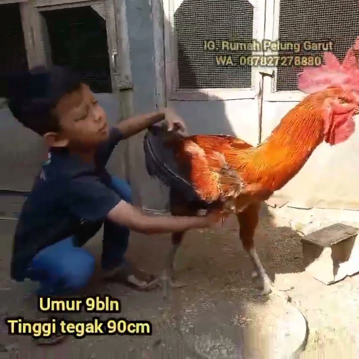 AYAM PELUNG MUDA SUPER JUMBO TINGGI TEGAK 90CM SUARA BAHAN KONTES Rp ...