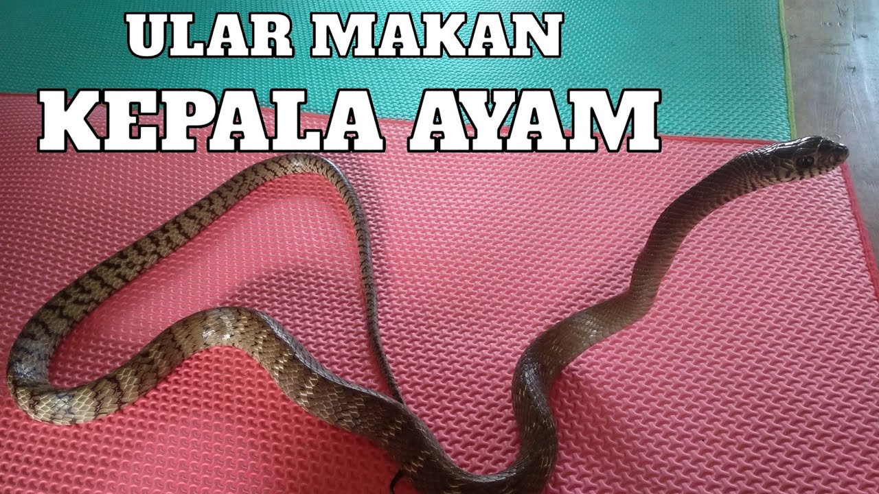 Waktunya Makan untuk Ular Ptyas Mucosus (Jali) - YouTube