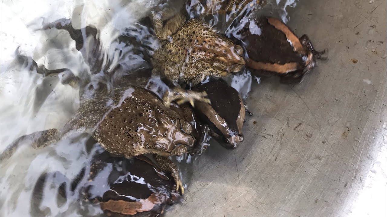 Toad and rain frog 🐸/ toad toad and rain frog sounds - YouTube